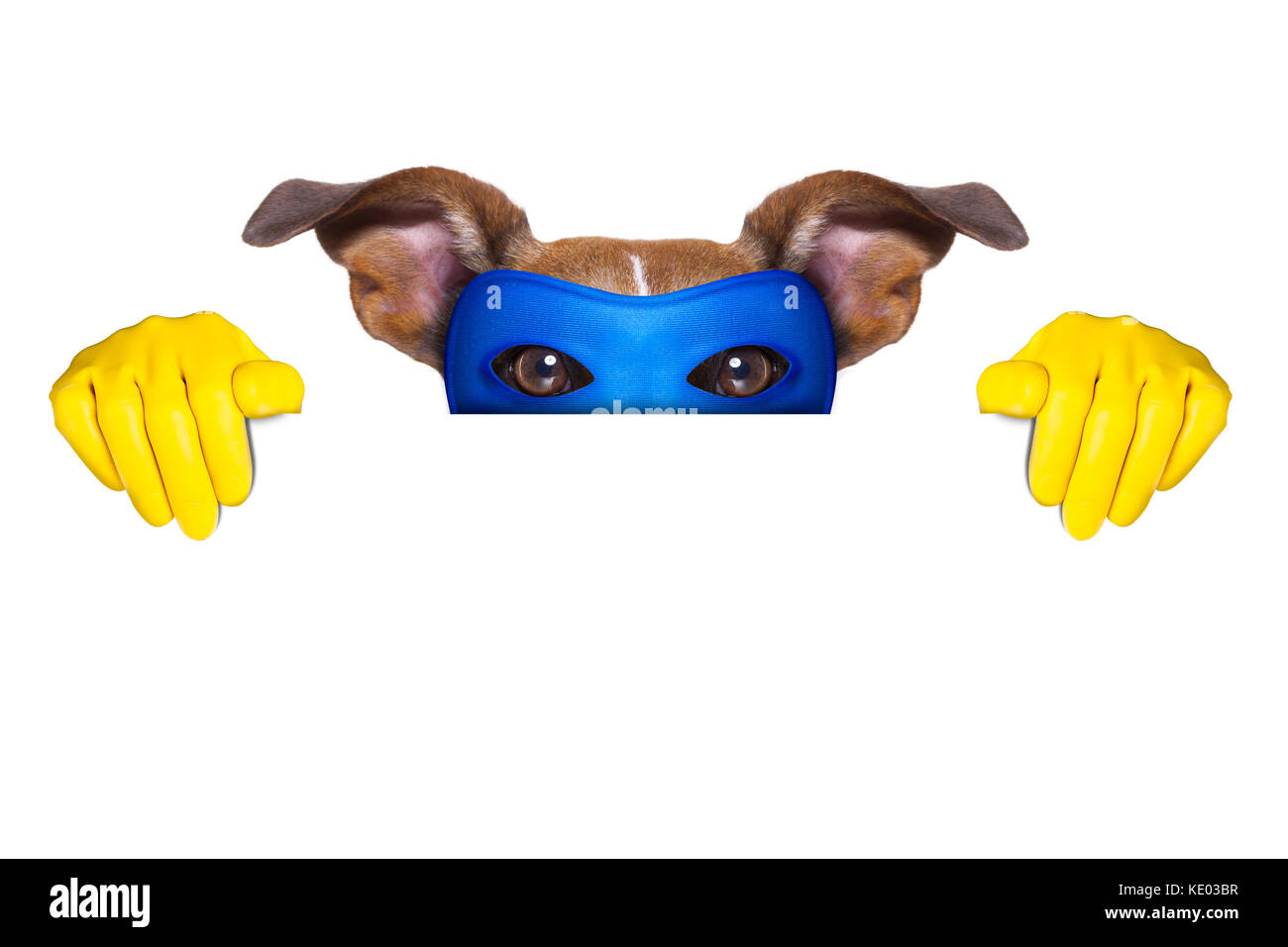 super hero dog with hiding behind a blank banner Stock Photo - Alamy