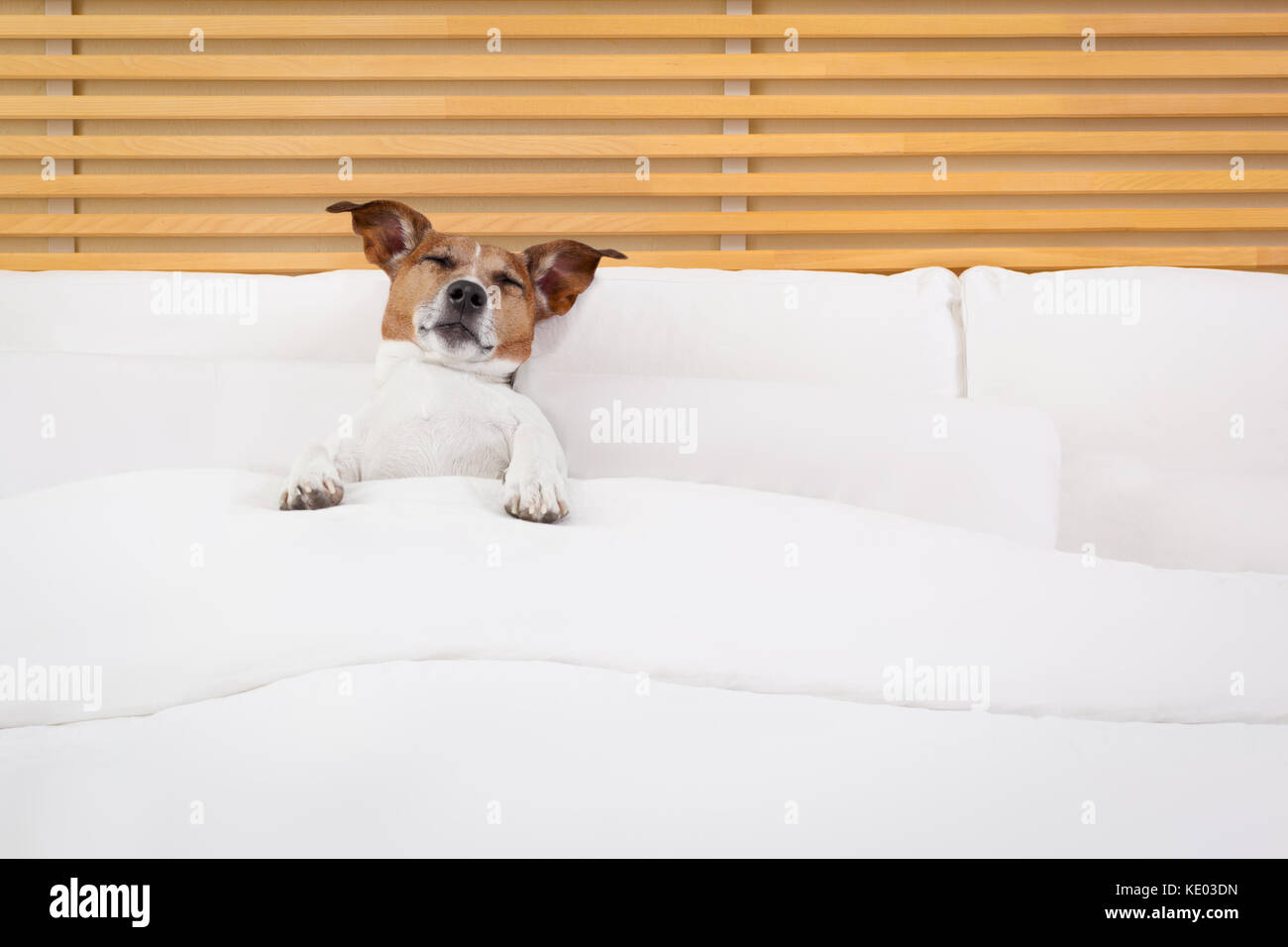 jack russell dog resting or having a siesta on bed in bedroom, small in ...