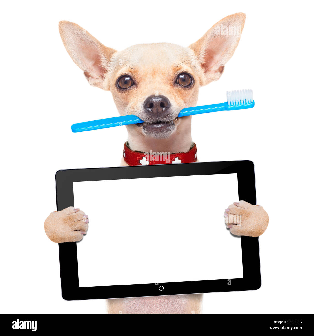 chihuahua dog holding a toothbrush with mouth holding a blank pc ...