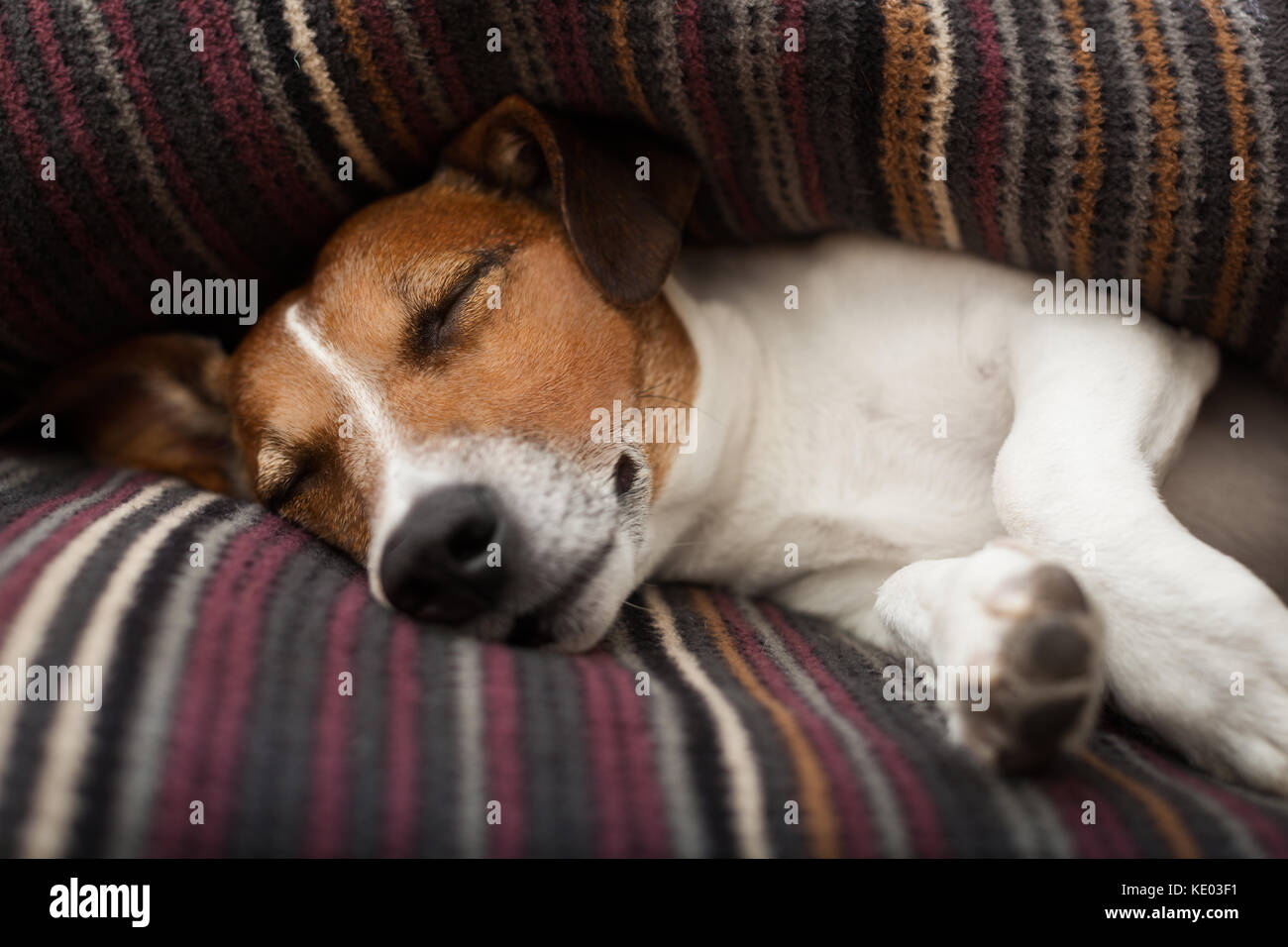 jack russell terrier dog under the blanket or sheets in bed , having a ...