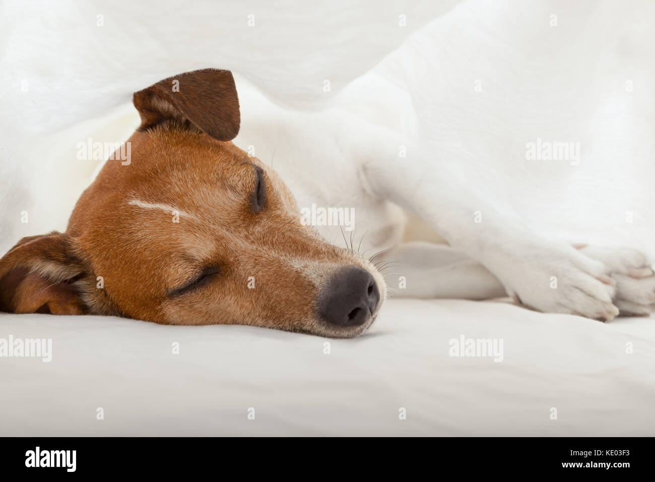 Dog under sheets hi-res stock photography and images - Alamy