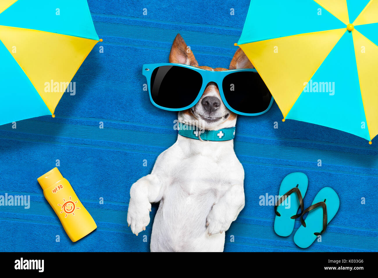 dog lying on towel under shade of umbrella relaxing and chilling out in ...