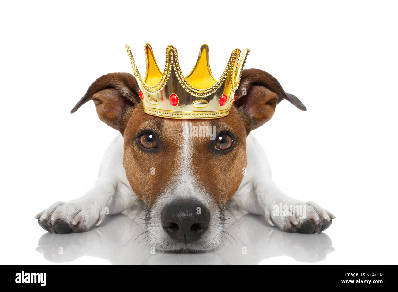 jack russell dog as king with crown looking and staring at you ,while ...