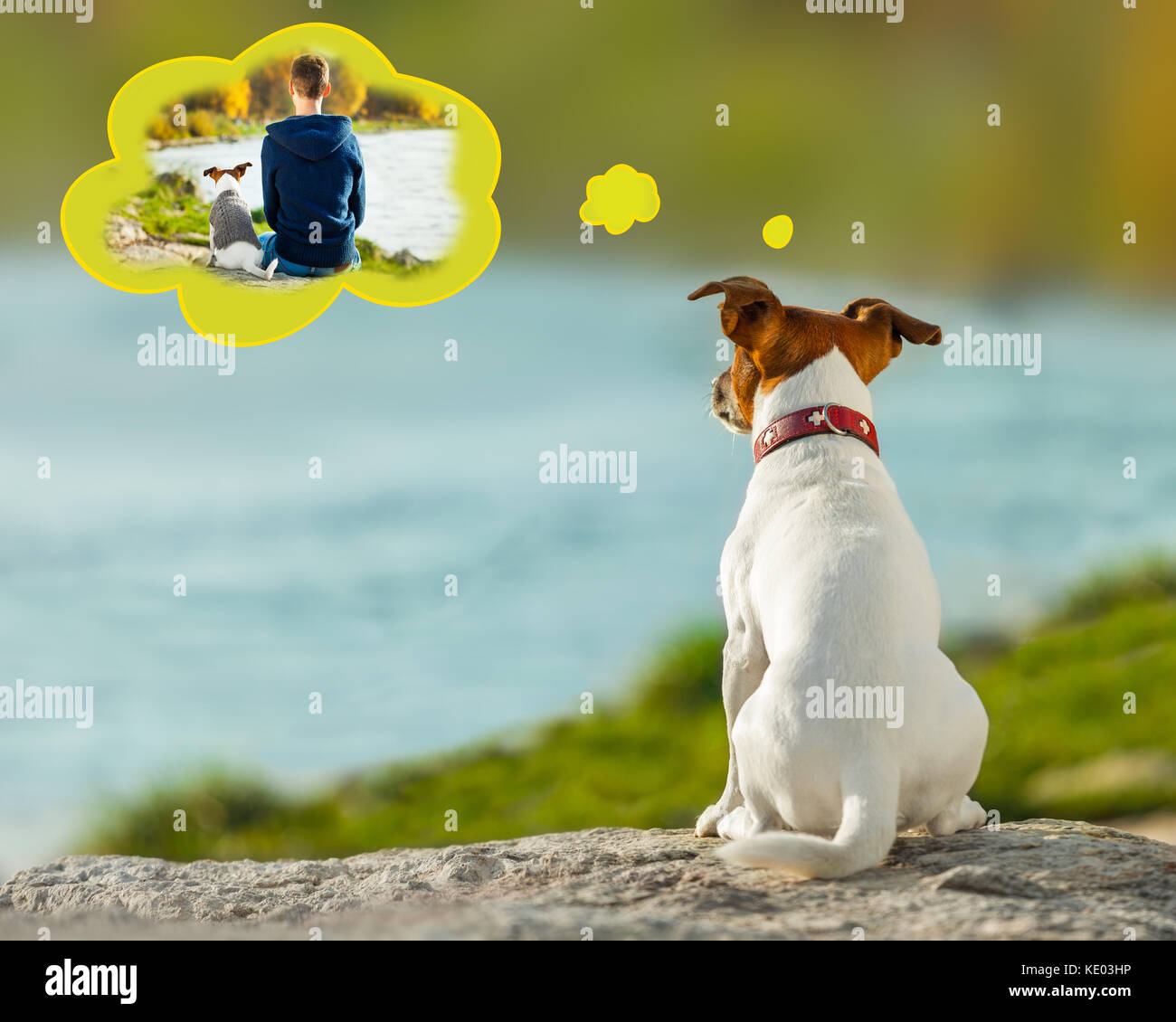 jack russell dog missing and thinking about the past with owner ...