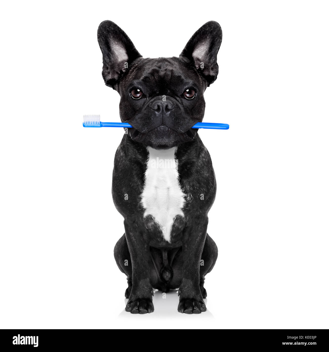 french bulldog dog holding toothbrush with mouth at the dentist or ...