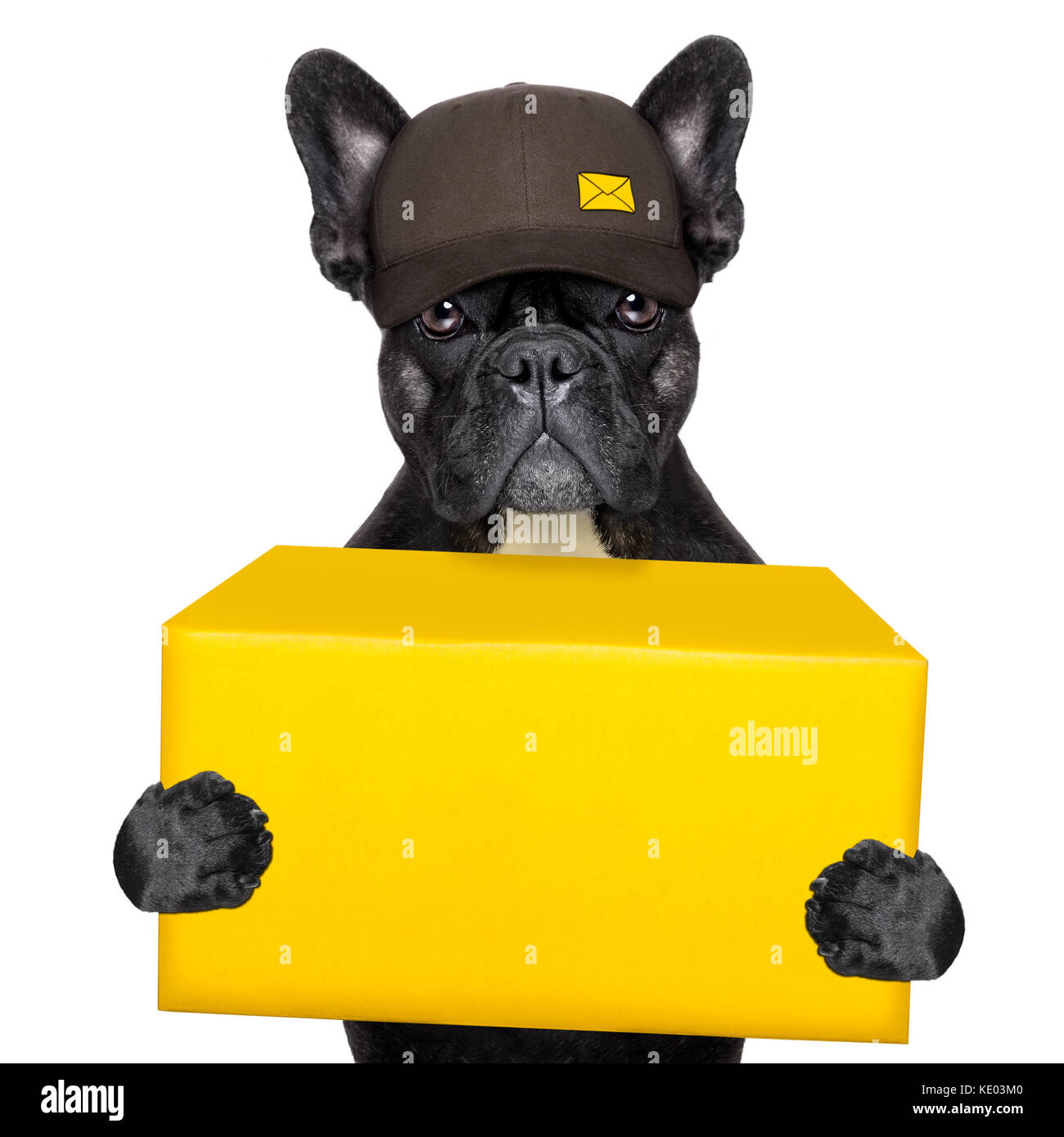 postal dog delivering a big yellow package Stock Photo - Alamy