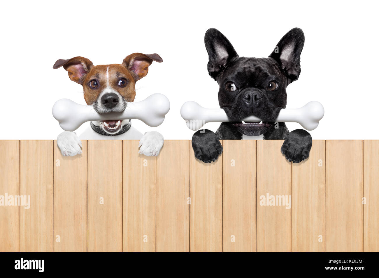 couple of two hungry, and jealous dog side by side , behind a blank ...