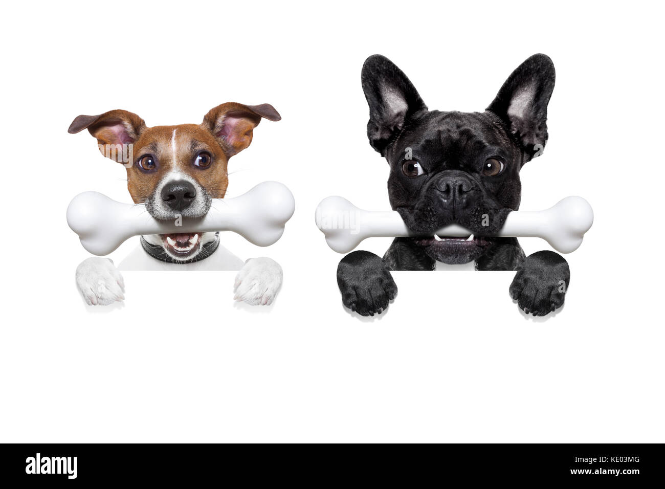 couple of two hungry, and jealous dog side by side , behind a blank ...