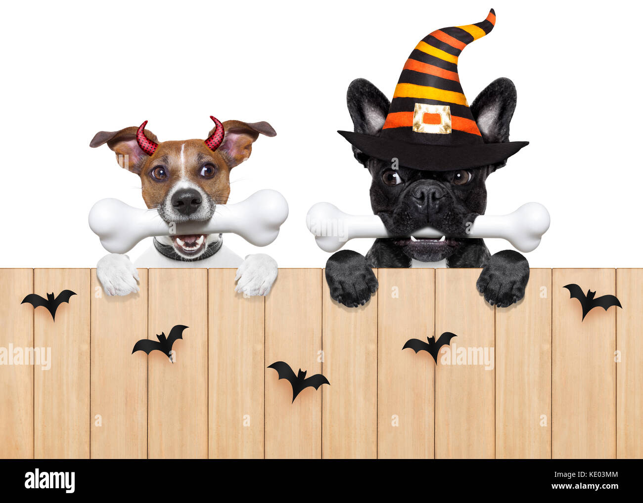 row and group of halloween hungry dogs in front of wall, isolated on ...