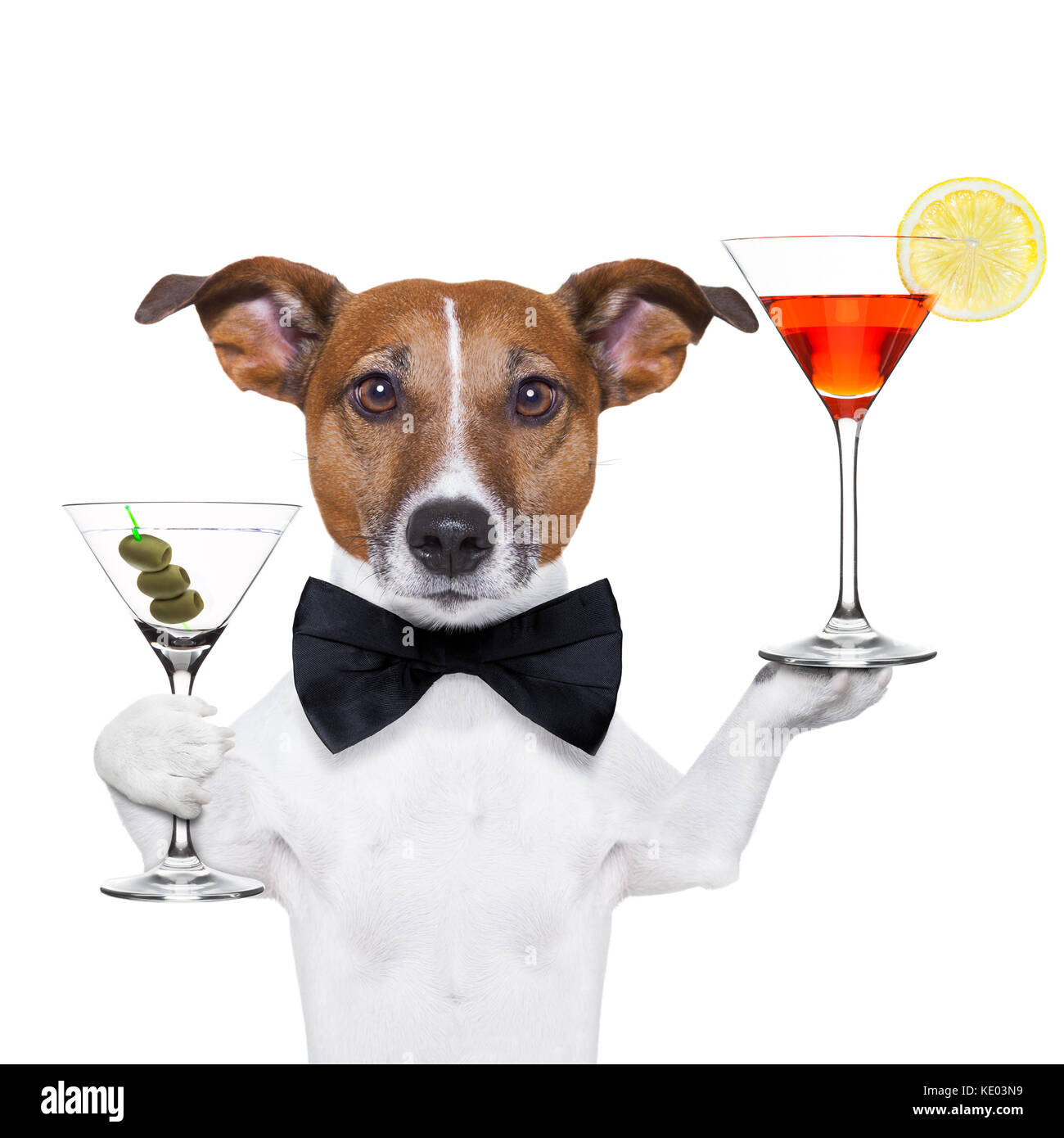 dog holding cocktails and a black tie Stock Photo - Alamy