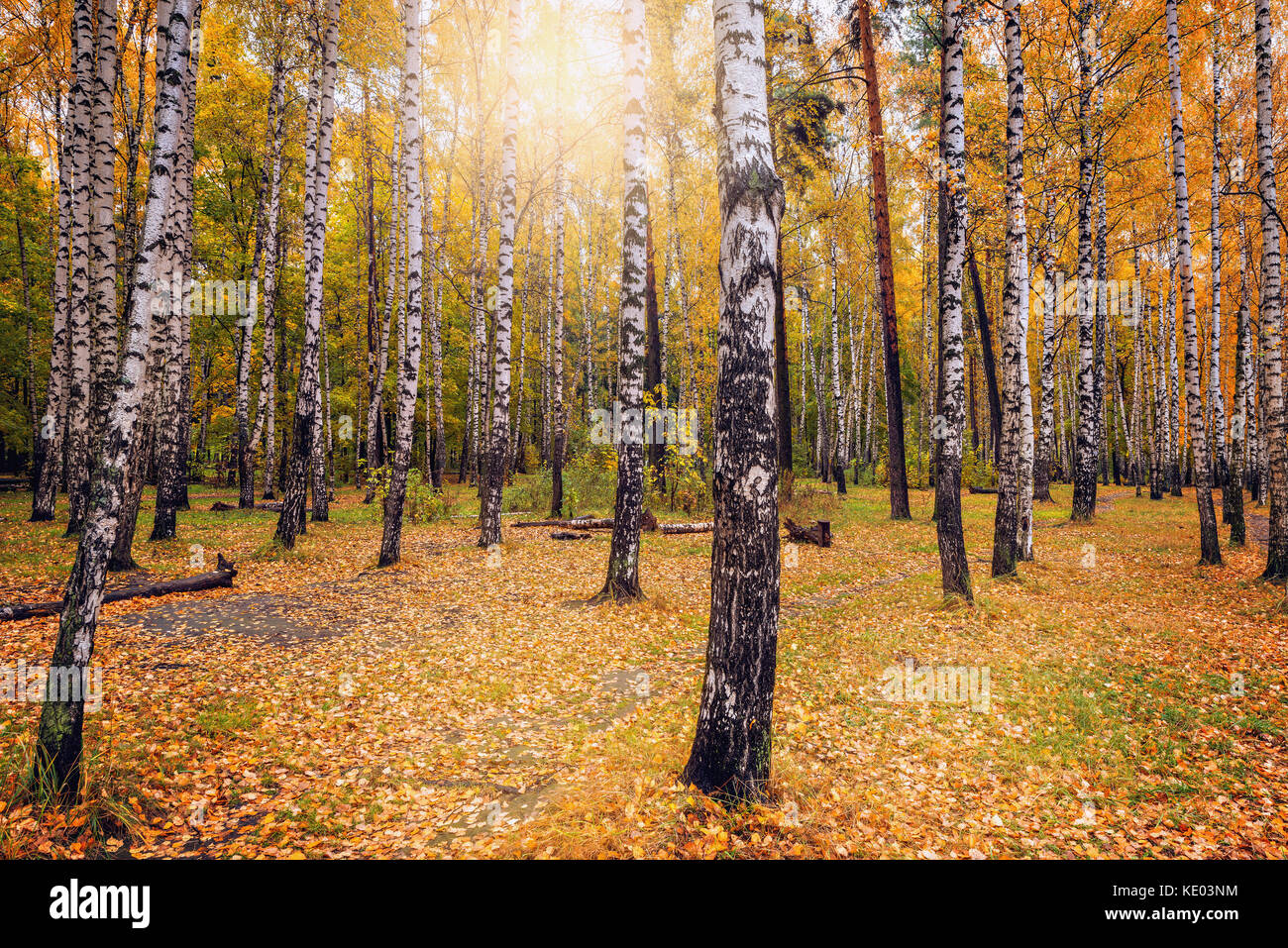 Withering trees hi-res stock photography and images - Alamy