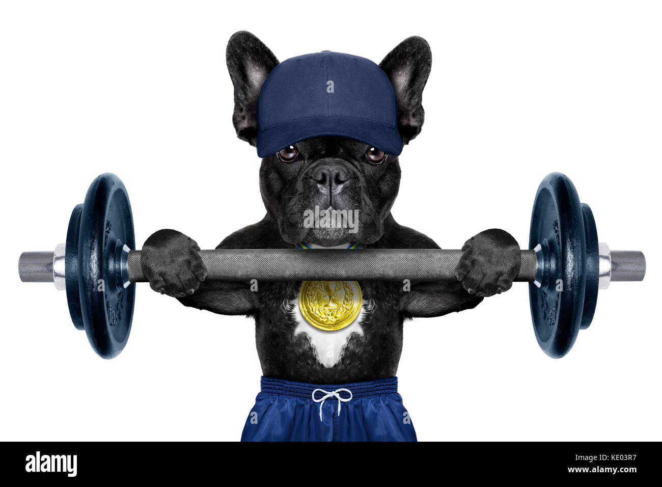 dog as personal trainer with gold medal lifting a dumbbell bar wearing ...