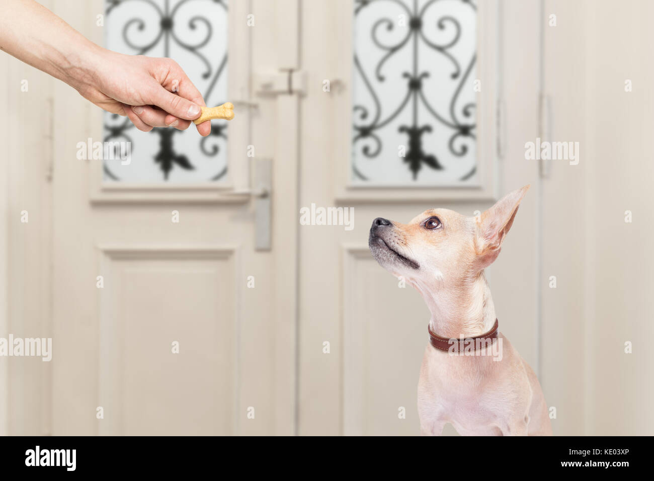 Chihuahua cookie hi-res stock photography and images - Alamy