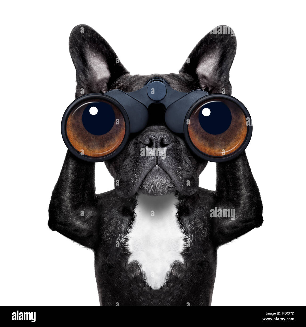 binoculars dog searching, looking and observing with care Stock Photo ...