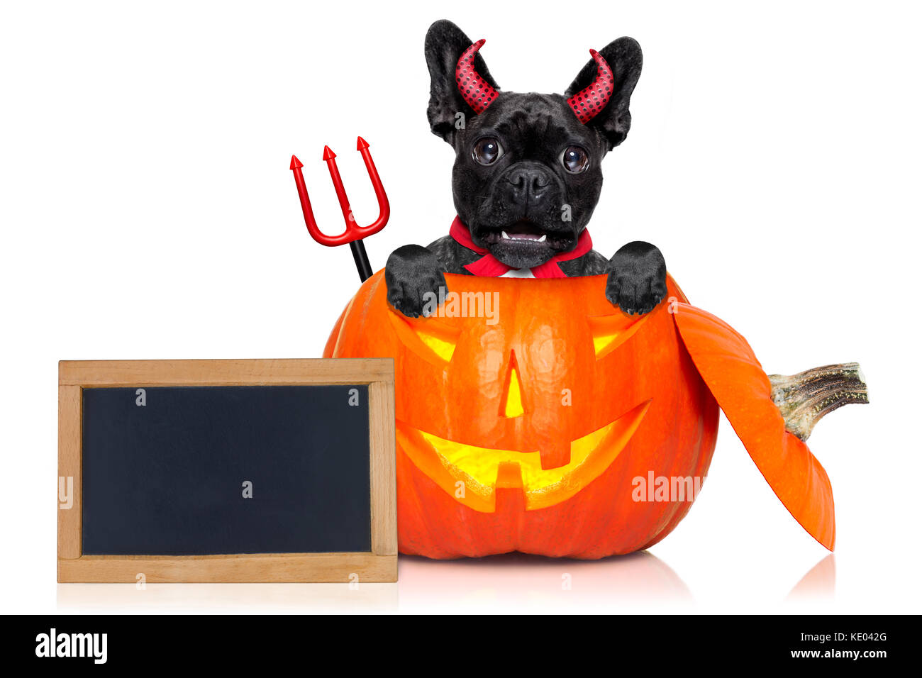 halloween devil french bulldog dog inside pumpkin, scared and ...