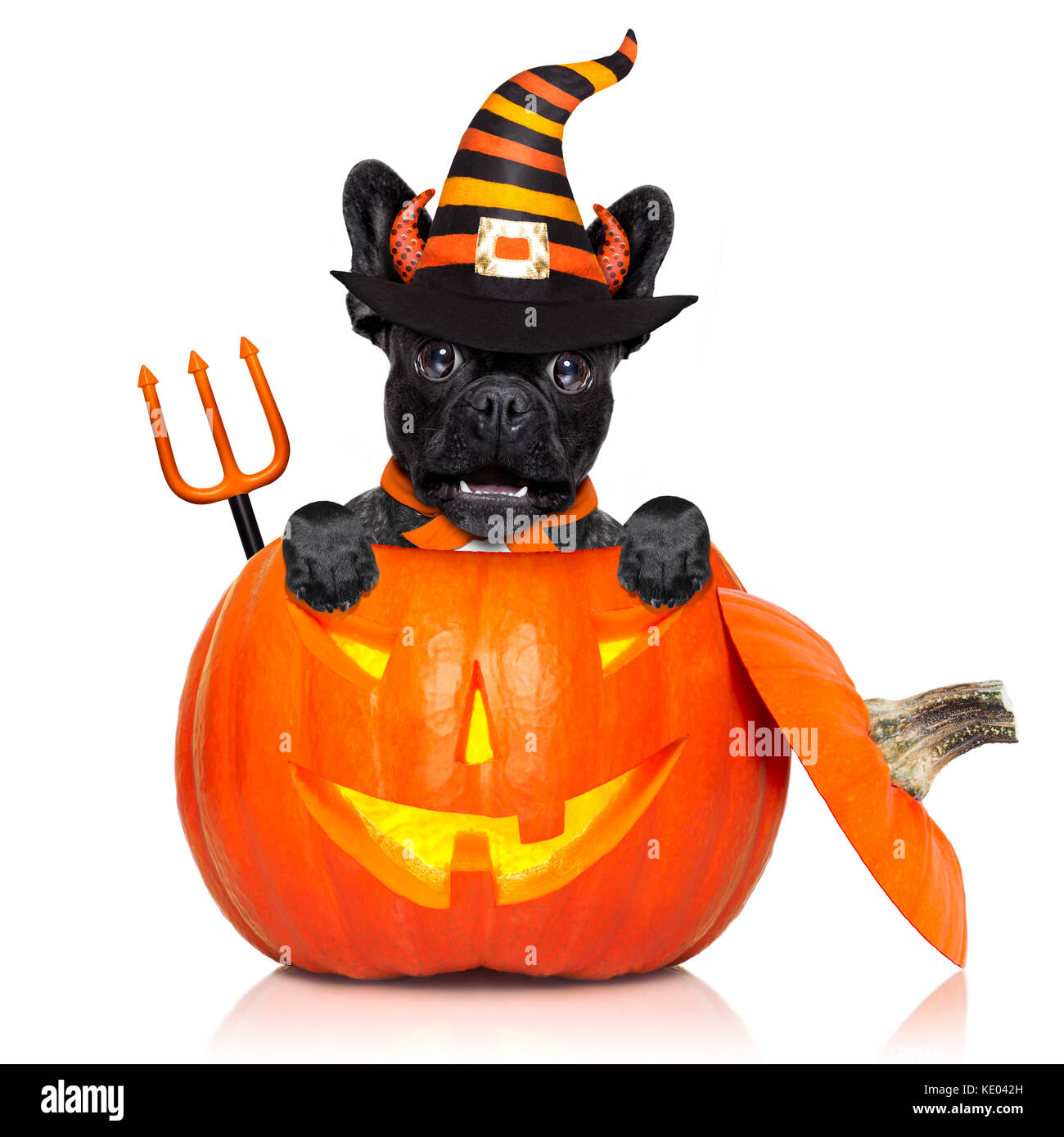 halloween devil french bulldog dog inside pumpkin, scared and ...