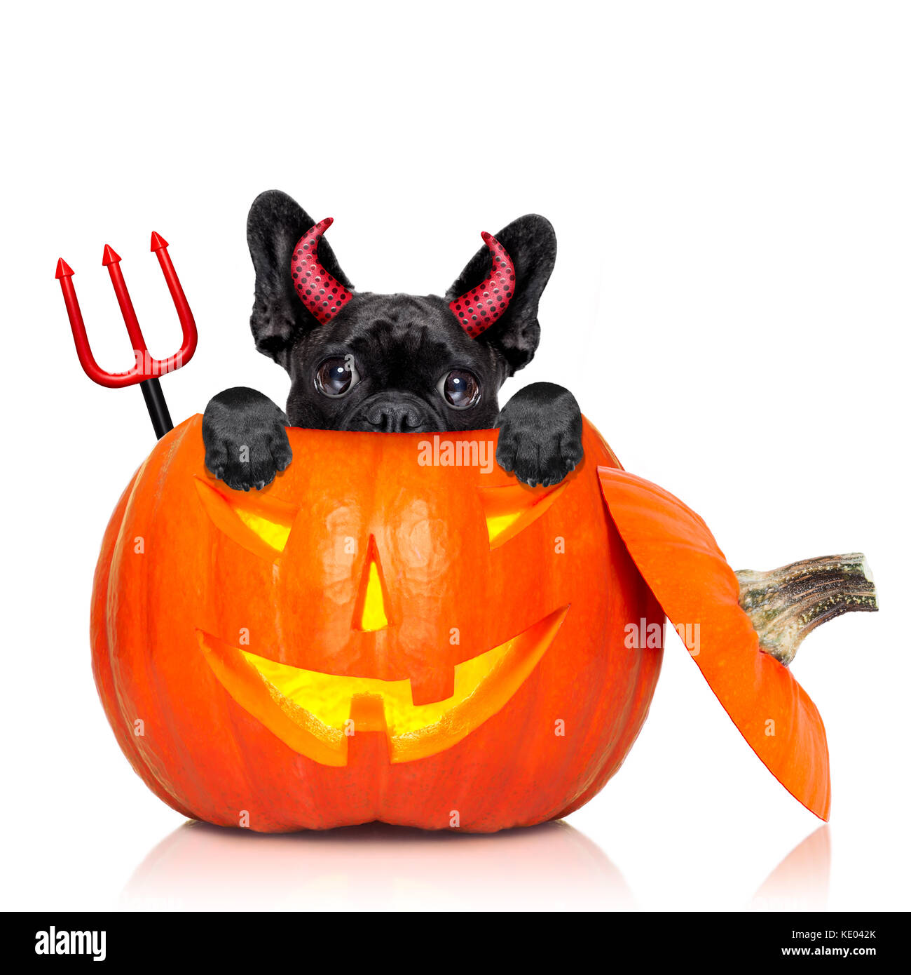 halloween devil french bulldog dog inside pumpkin, scared and ...