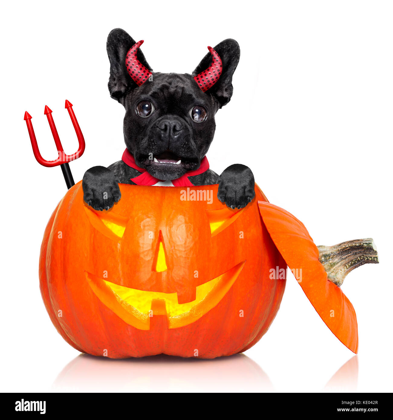 halloween devil french bulldog dog inside pumpkin, scared and ...
