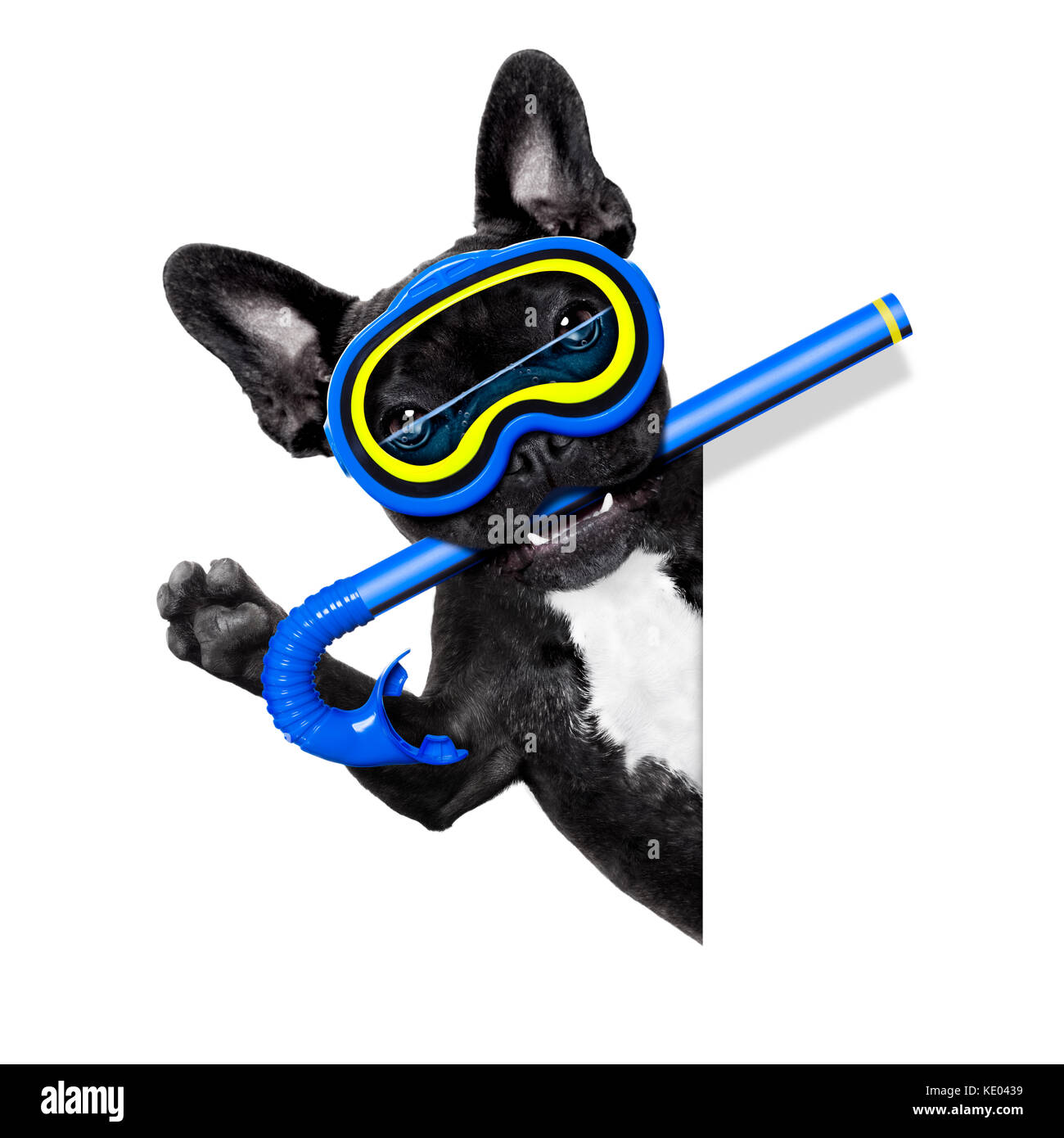 snorkeling scuba diving french bulldog dog with mask and fins , behind ...