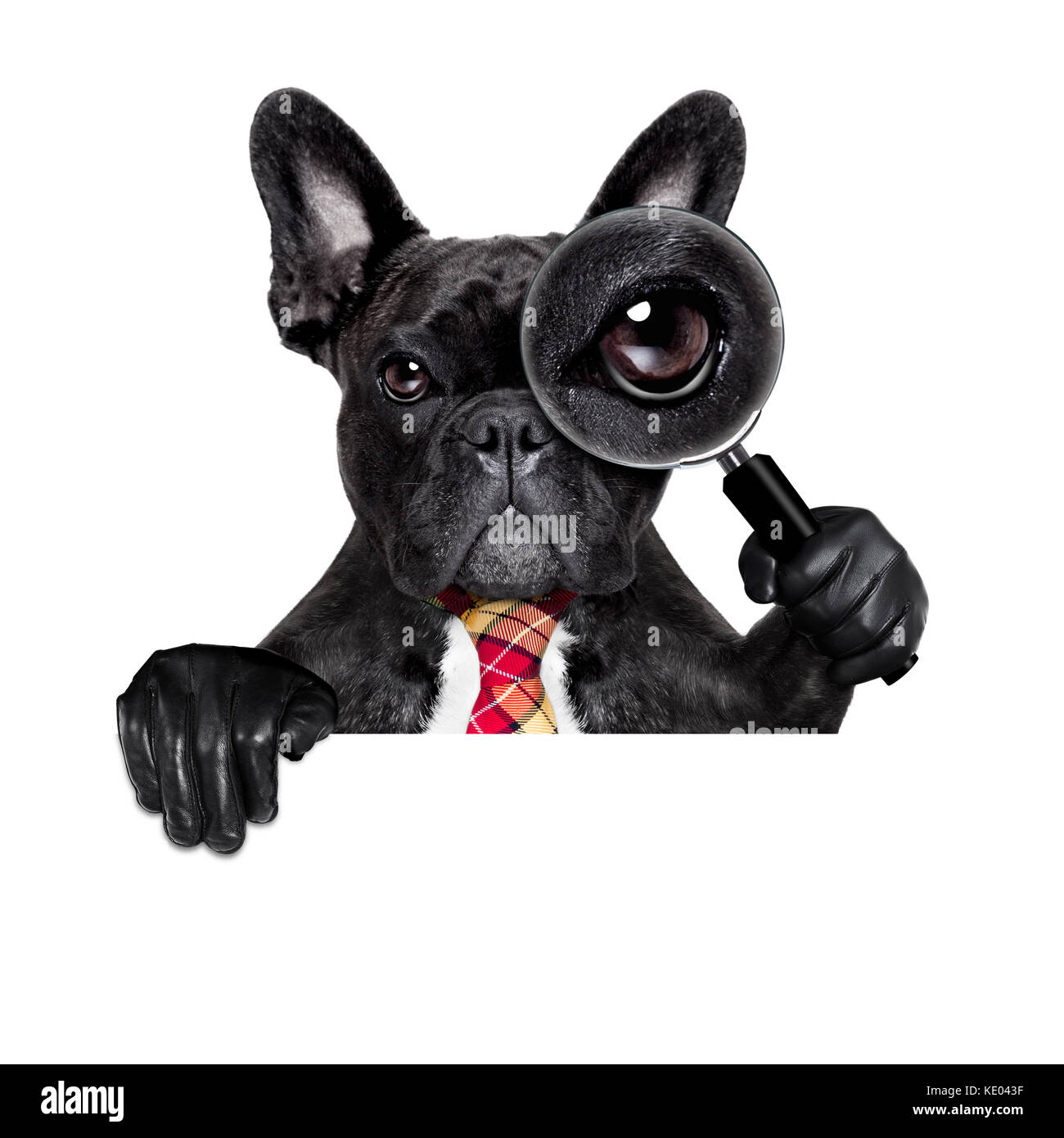 french bulldog dog searching and finding as a spy with magnifying glass ...