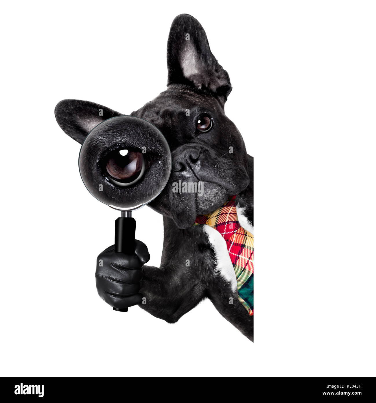 french bulldog dog searching and finding as a spy with magnifying glass ...