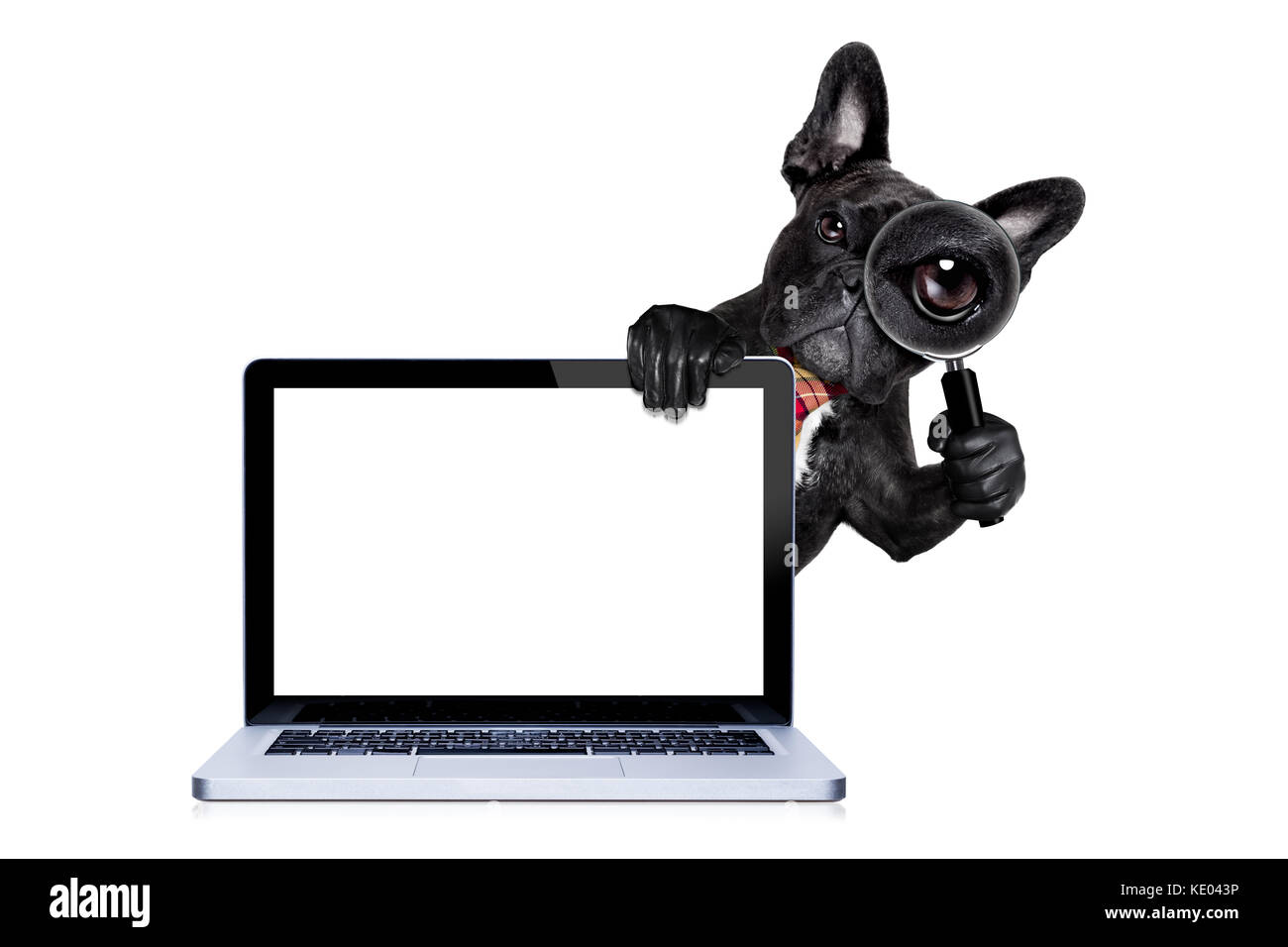 french bulldog dog searching and finding as a spy with magnifying glass ...