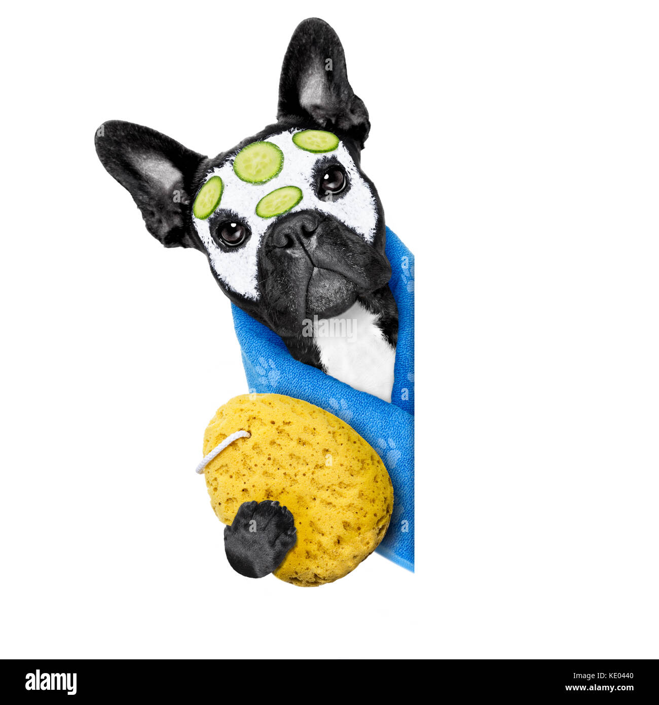 french bulldog dog relaxing with beauty mask in spa wellness center ...