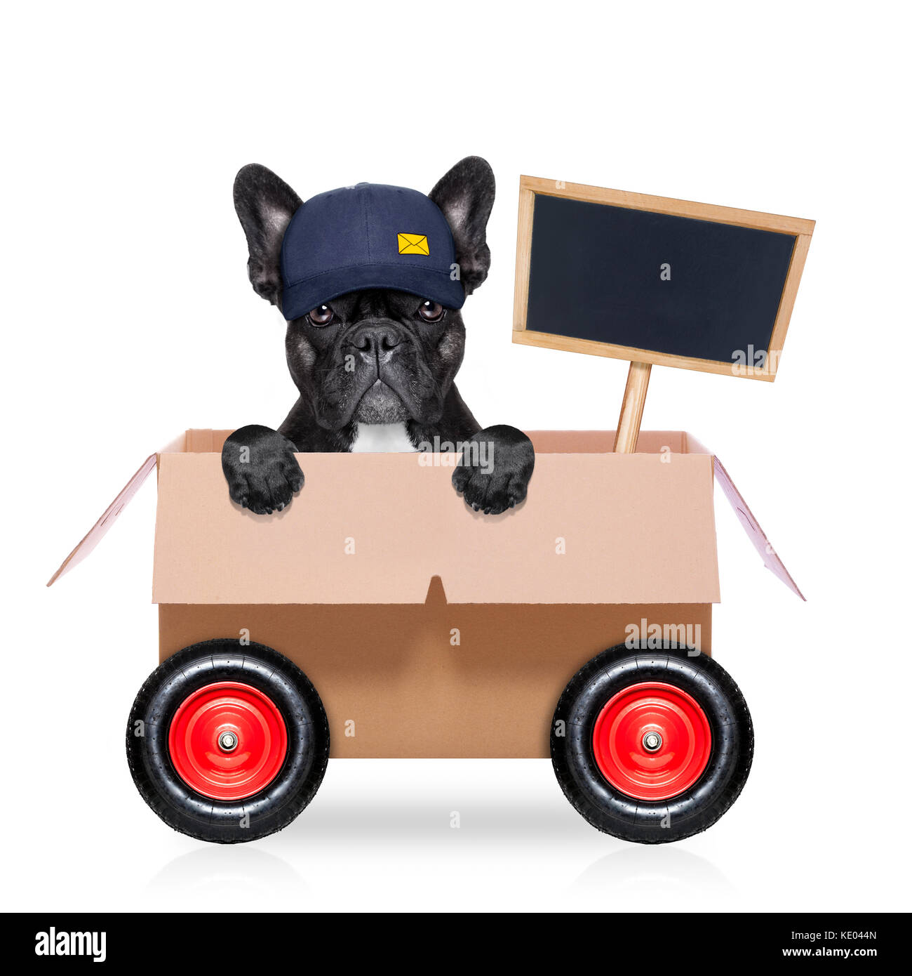 mail delivery french bulldog dog in a big moving box on wheels with ...