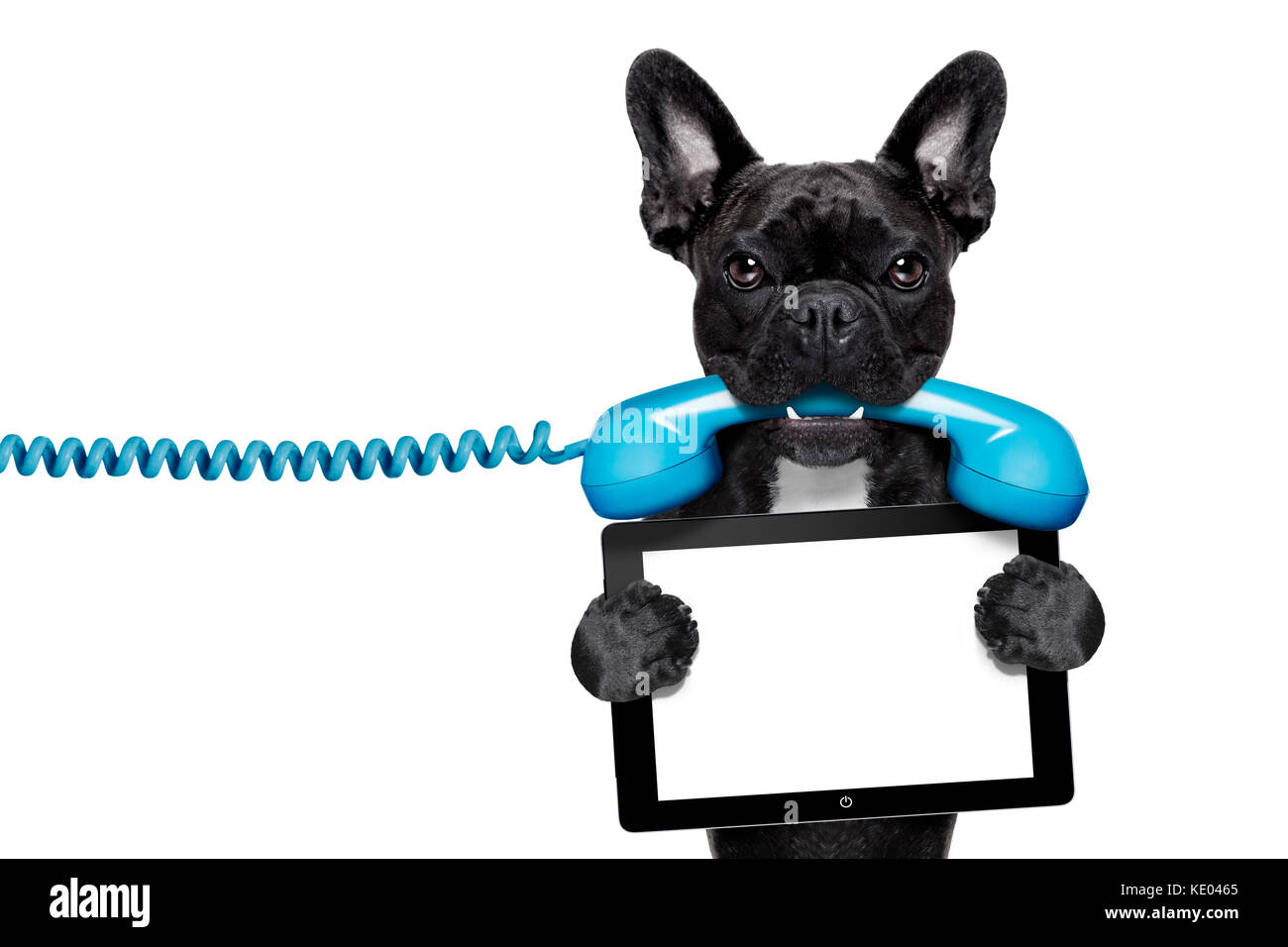 Bulldog Using Computer