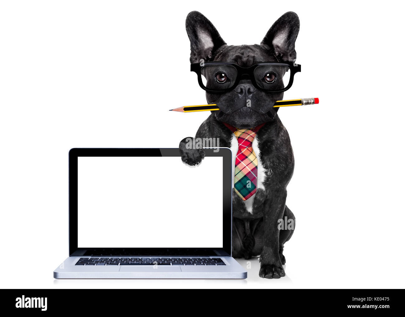 Bulldog Using Computer