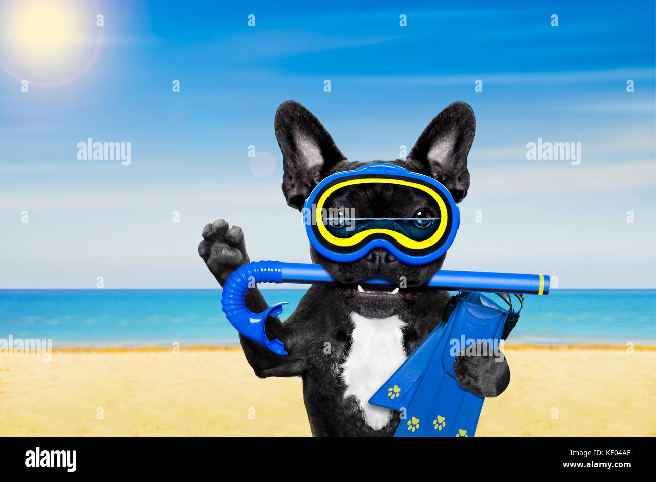 Snorkeling scuba diving french bulldog dog with mask and fins , at the ...