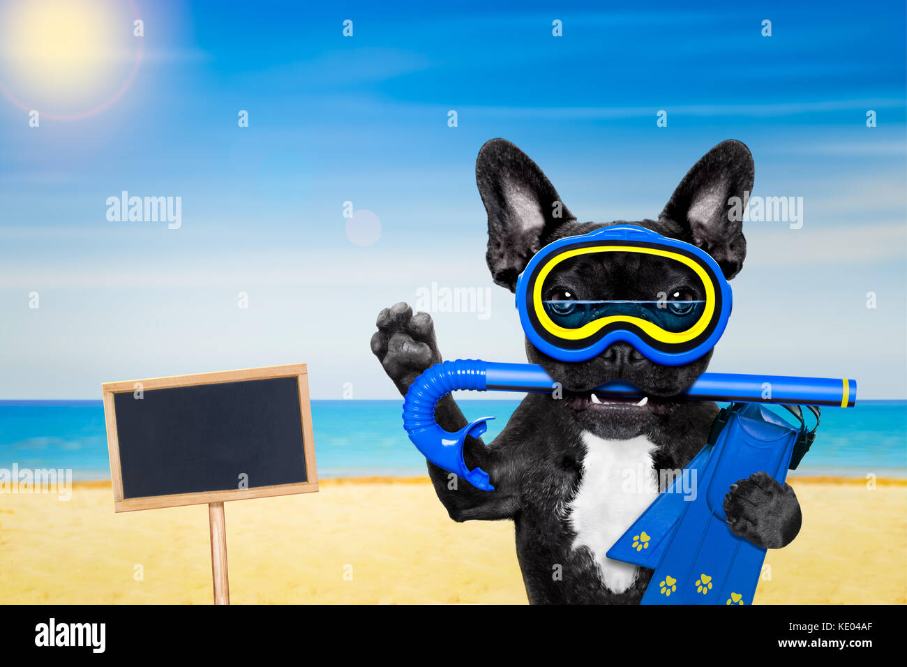 Snorkeling scuba diving french bulldog dog with mask and fins , with ...