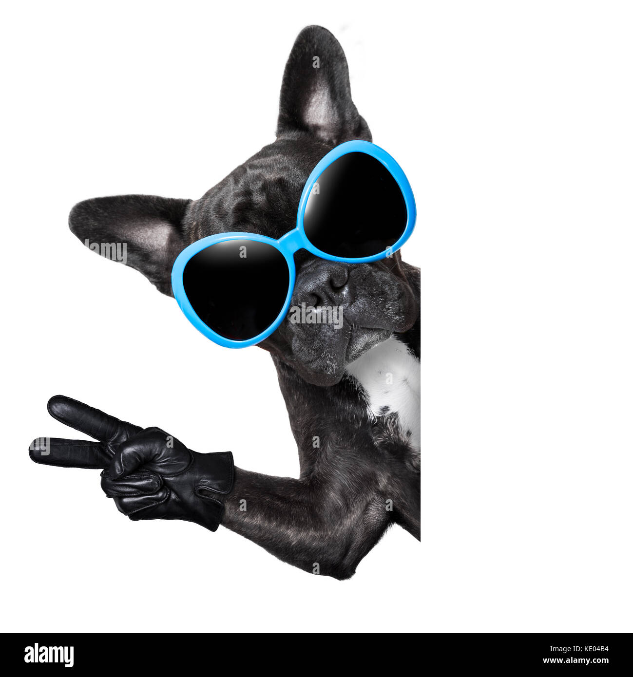 cool dog behind white blank banner or placard with peace and victory ...