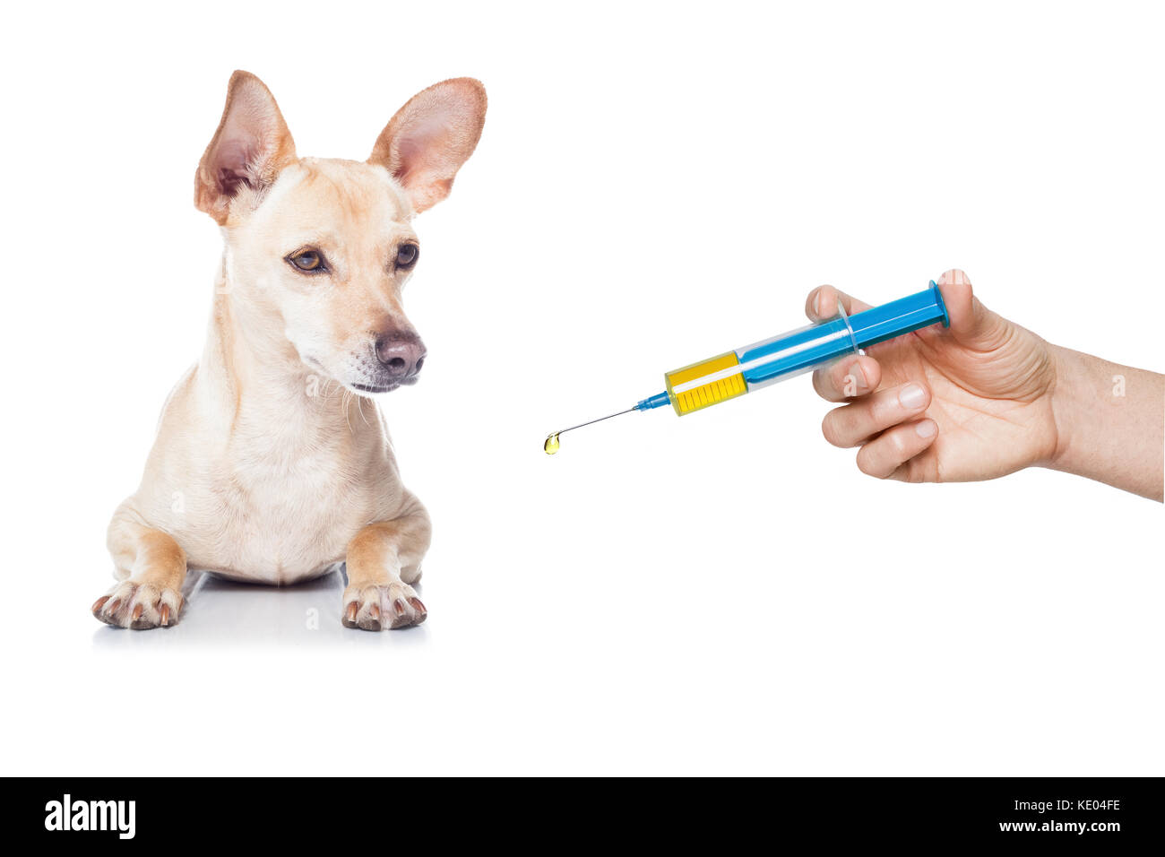 chihuahua dog with headache and sick , ill or with high fever ...