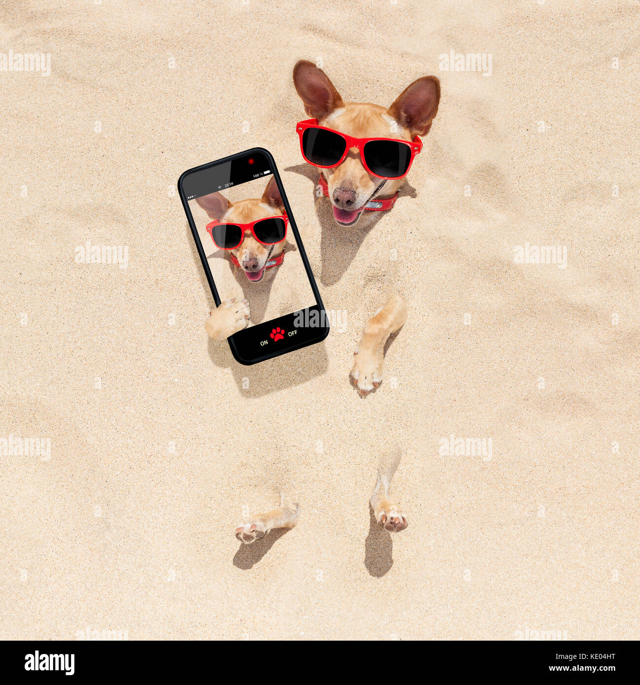 chihuahua dog buried in the sand at the beach on summer vacation ...