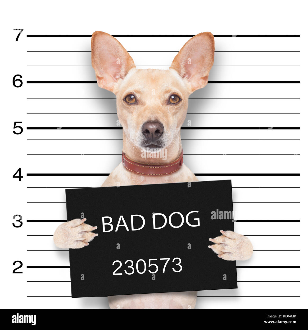 mugshot dog holding a black banner or placard Stock Photo - Alamy