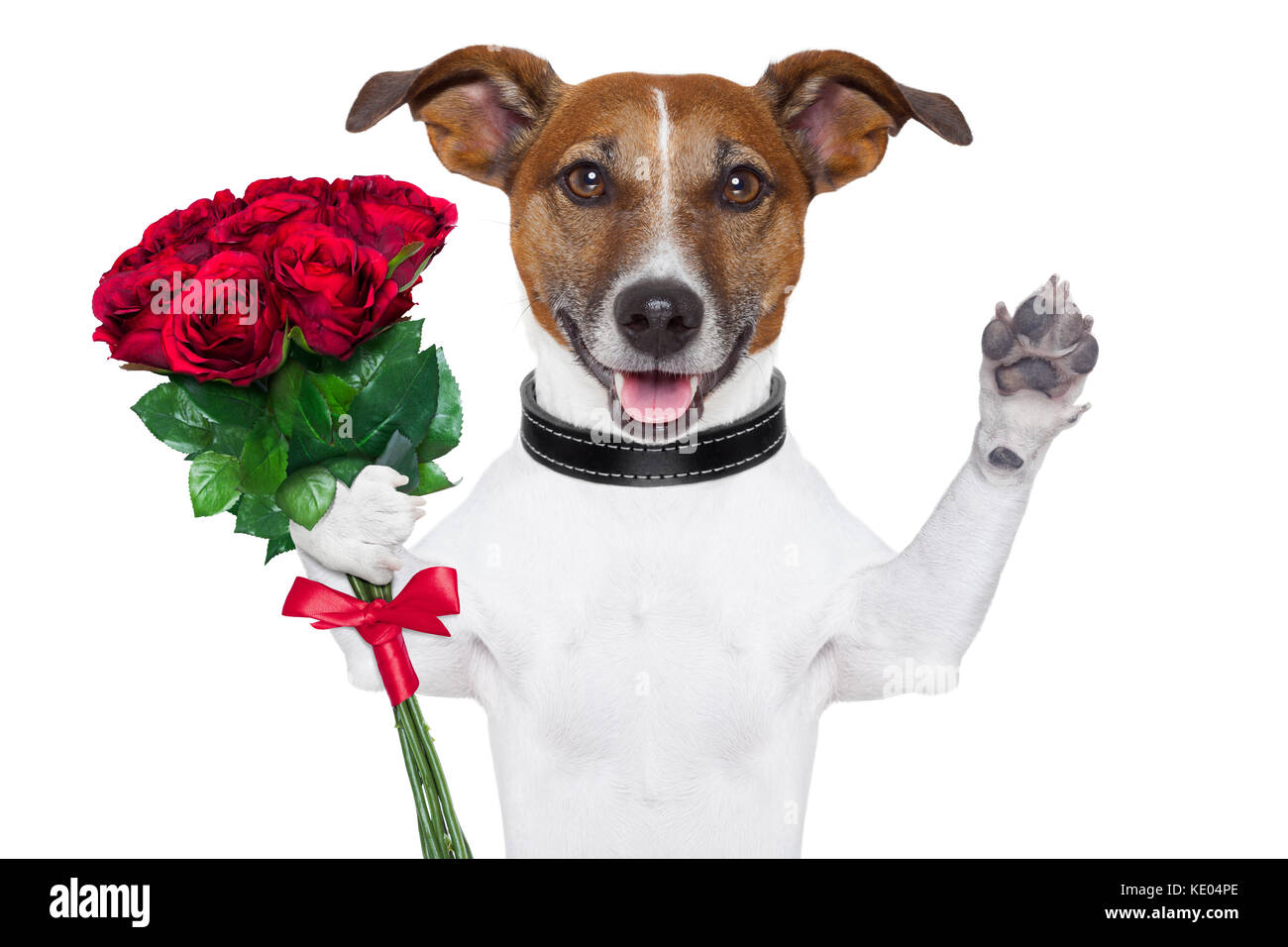valentine dog with a bunch of red roses waving Stock Photo - Alamy