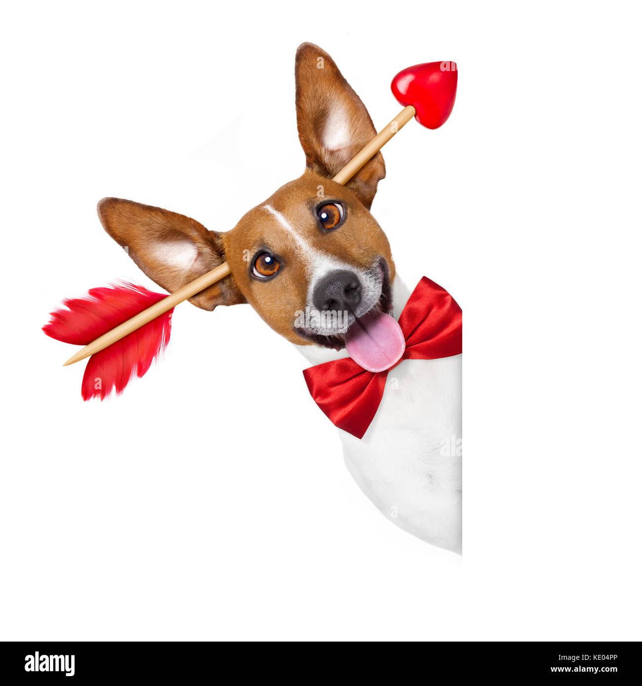 jack russell dog crazy and silly in love on valentines day ,isolated on ...
