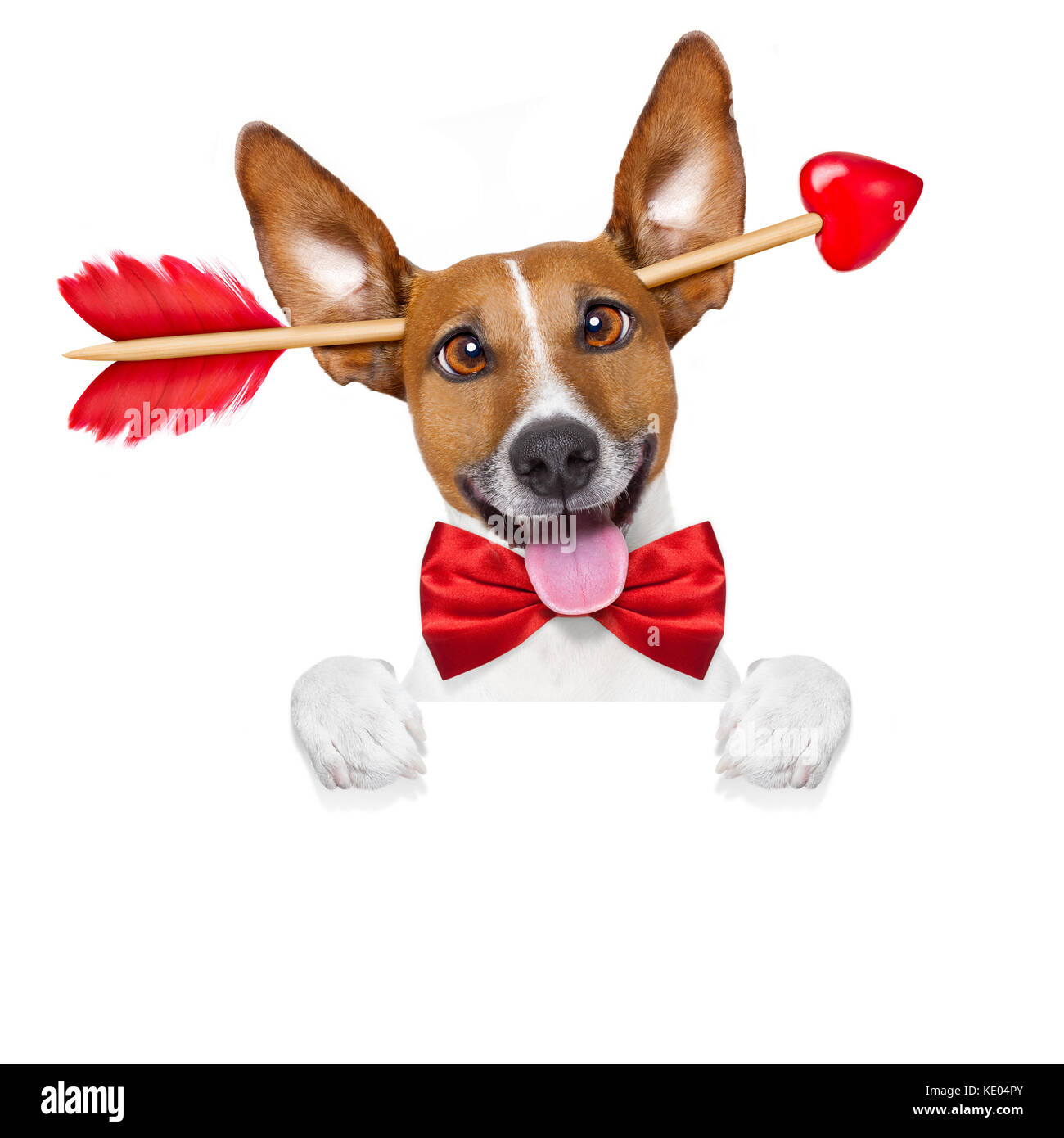 jack russell dog crazy and silly in love on valentines day , isolated ...