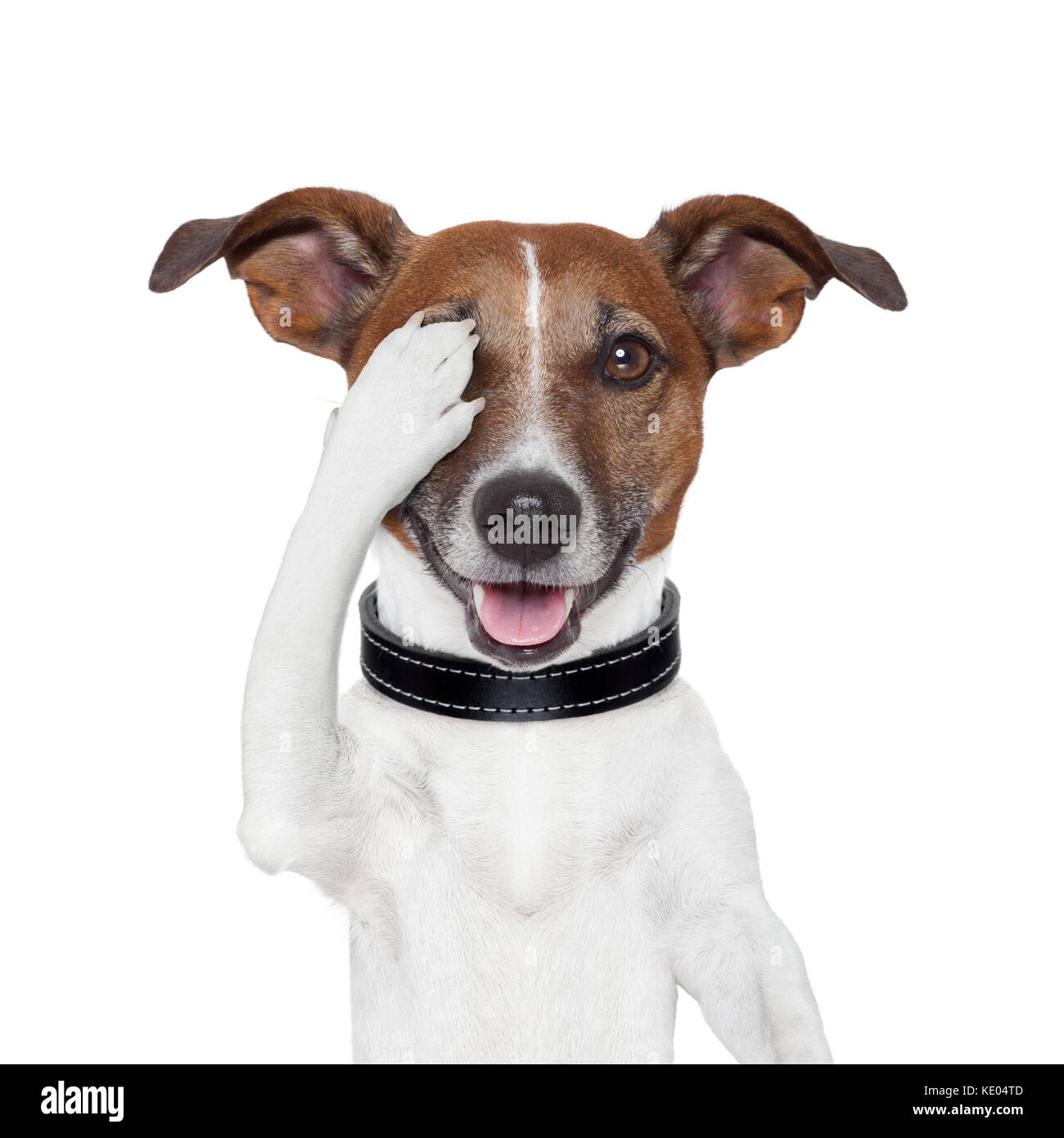 hiding covering one eye dog Stock Photo - Alamy