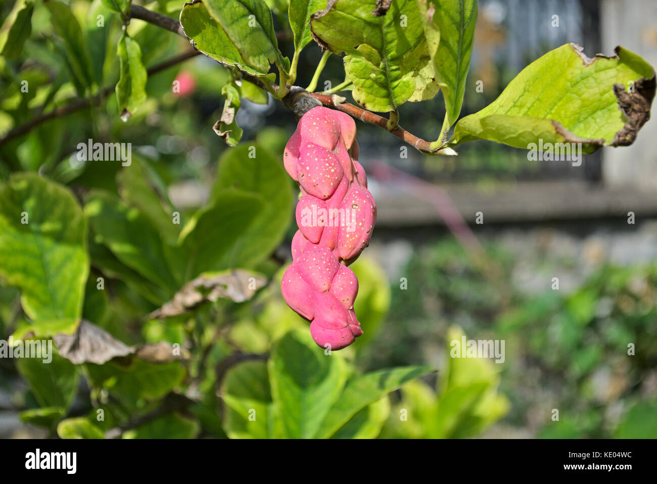 Strange pink berry fruit, close up Stock Photo - Alamy