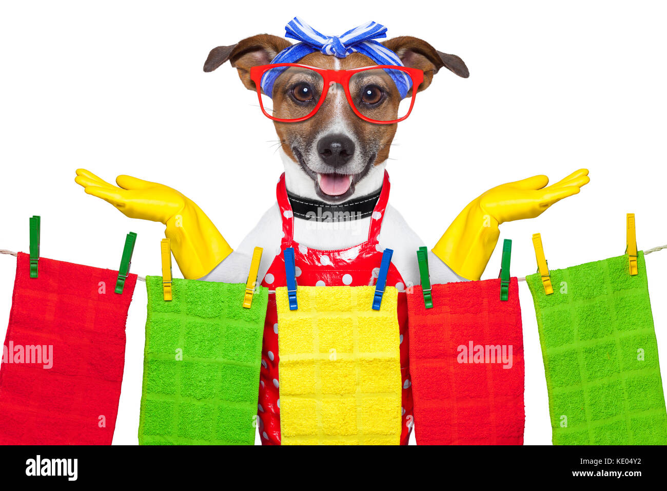 housewife dog with open arms , happy to help Stock Photo - Alamy