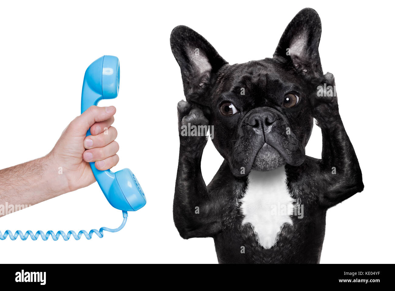 french bulldog dog listening or talking on the phone or telephone ...