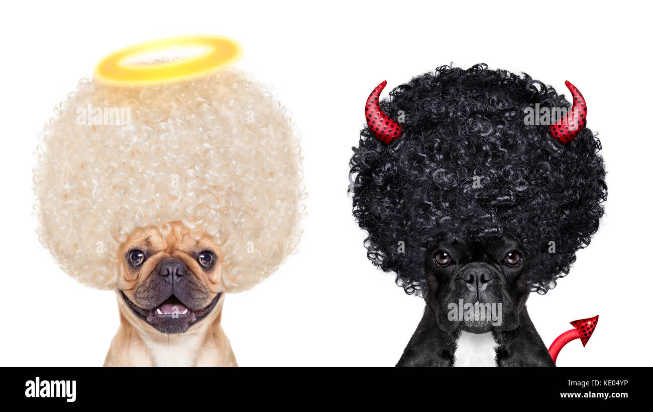Devil and Angel fawn french bulldog dogs sitting side by side deciding ...