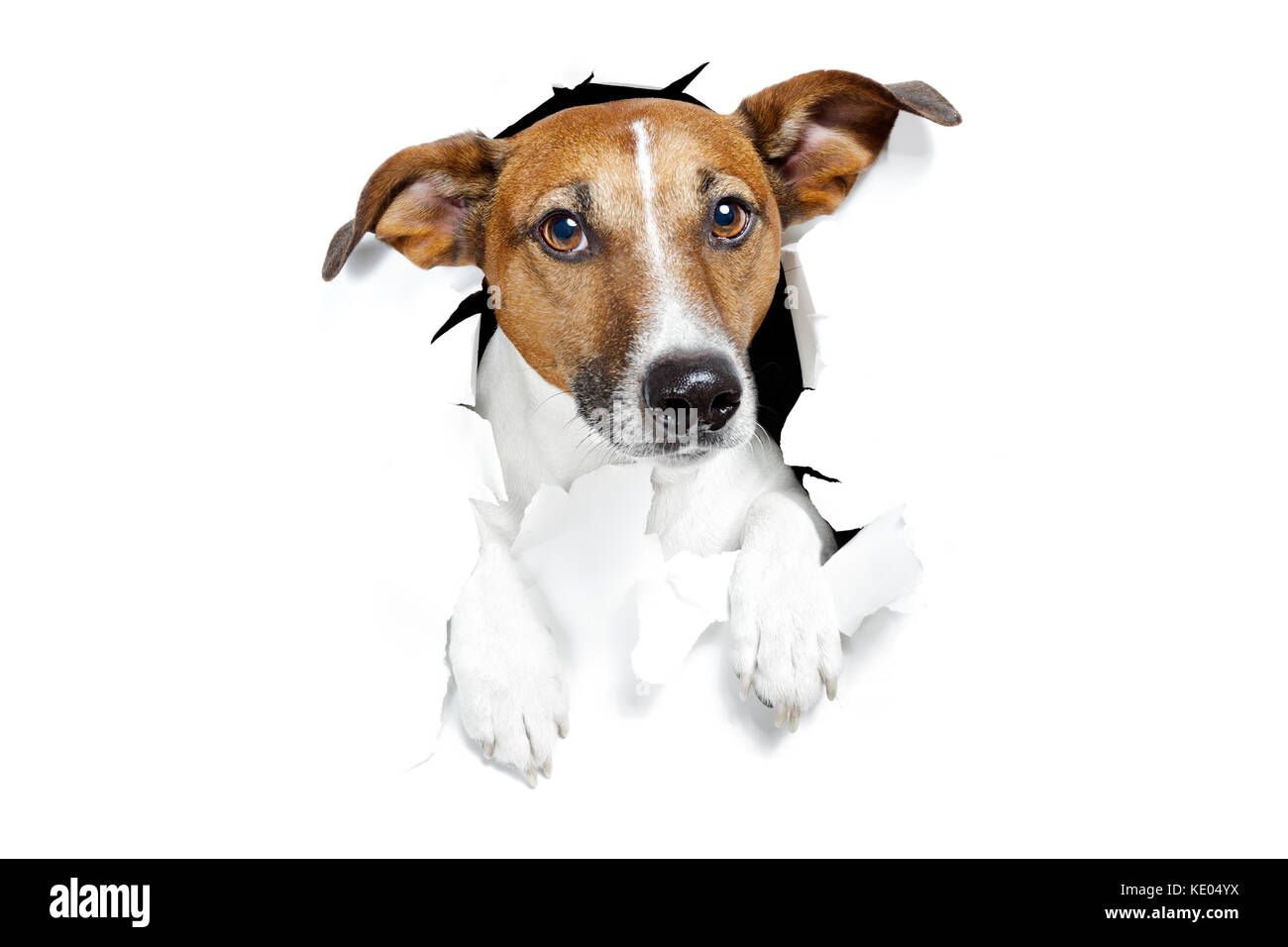 banner placeholder dog Stock Photo - Alamy