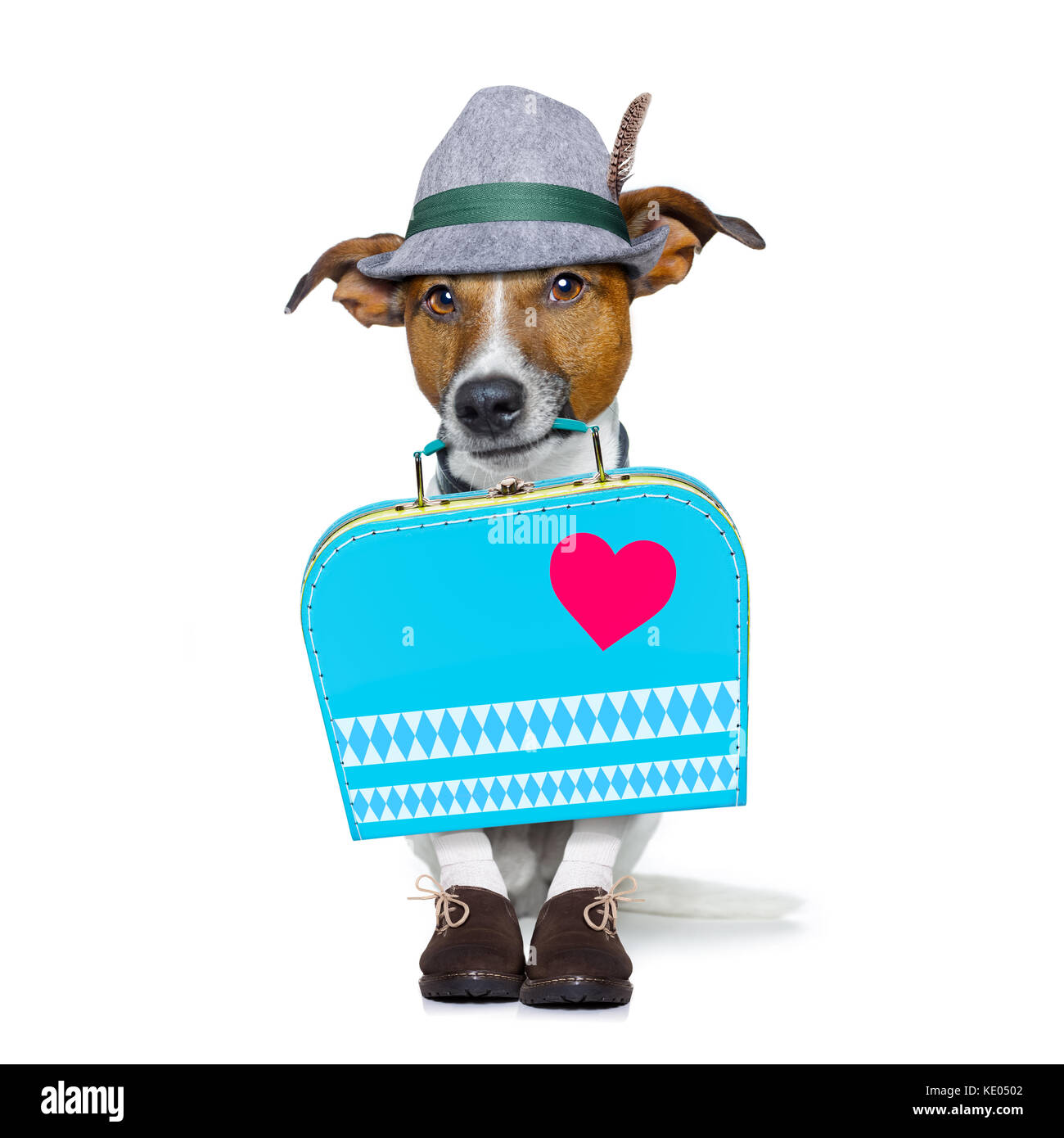 bavarian german jack russell dog with bag and luggage, isolated on ...