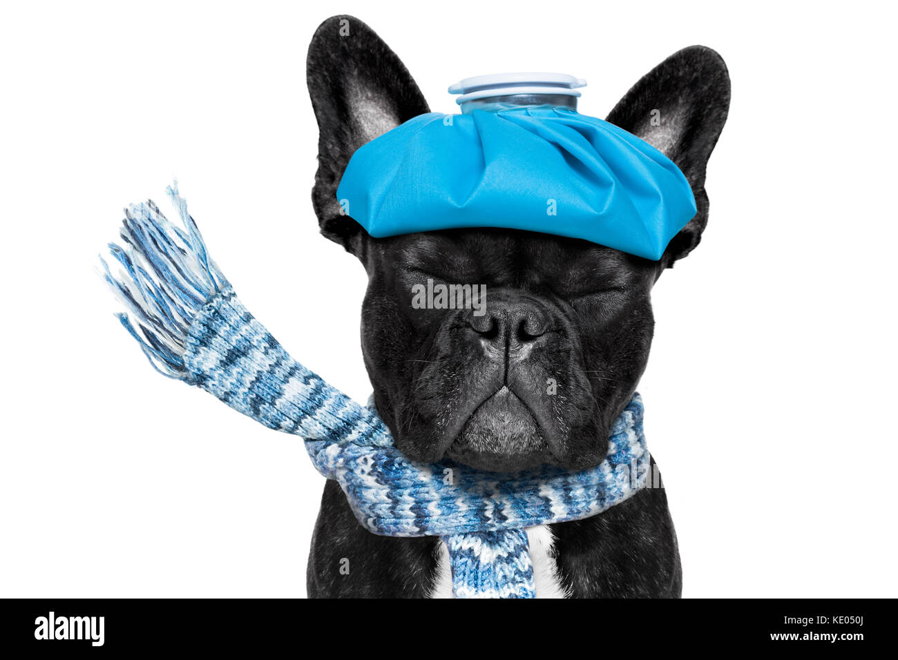Dog ice pack head hi-res stock photography and images - Alamy