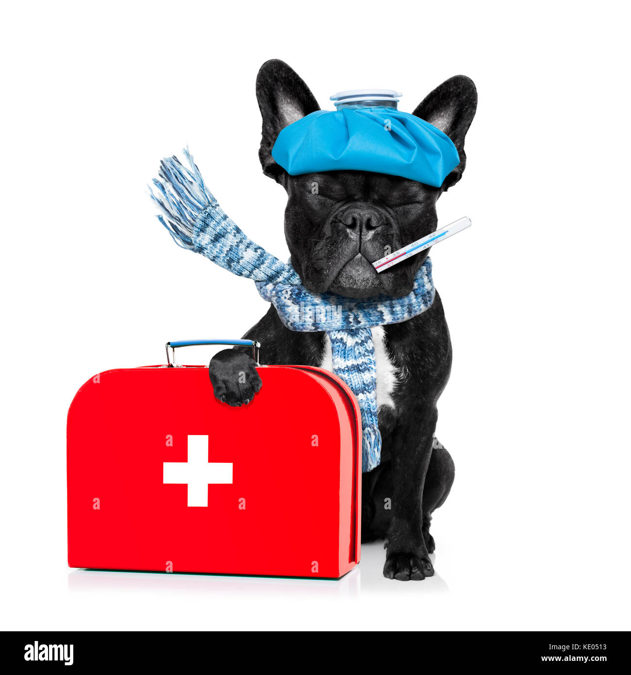Dog ice pack thermometer hi-res stock photography and images - Alamy