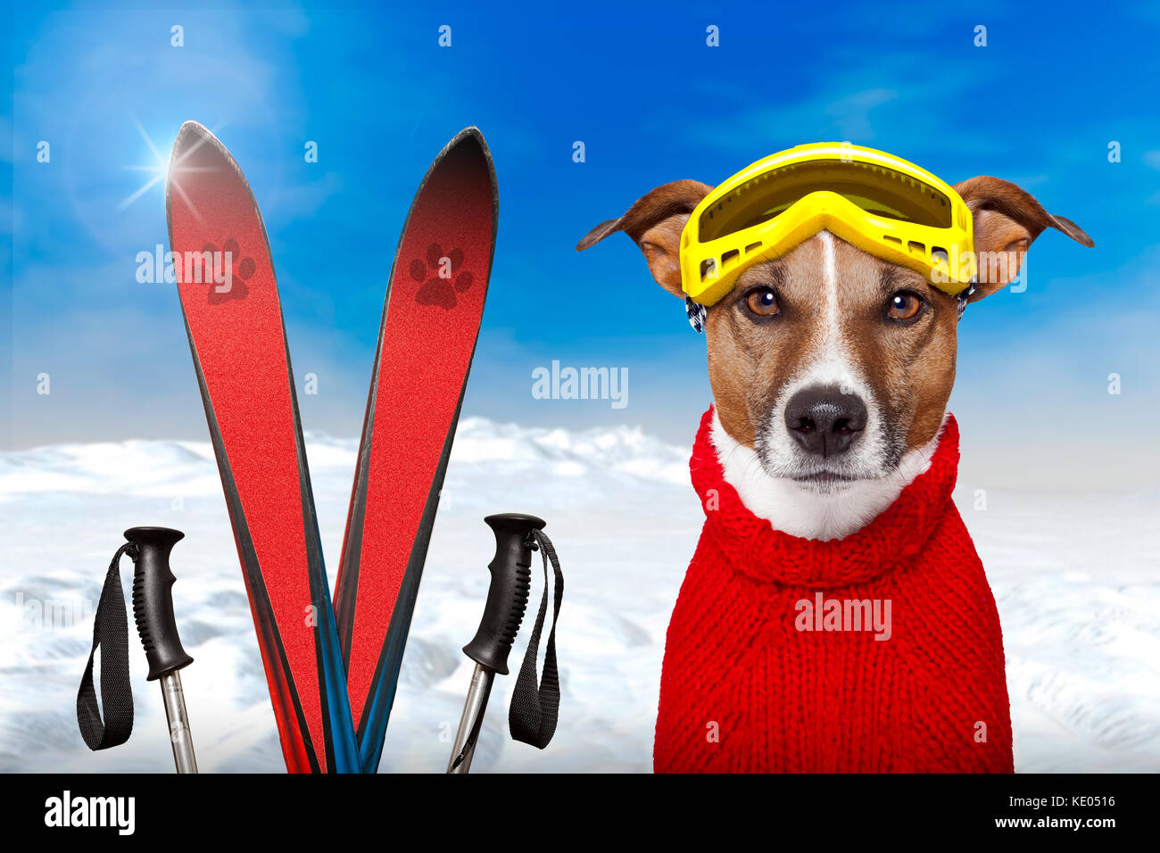 winter dog ski snow Stock Photo - Alamy