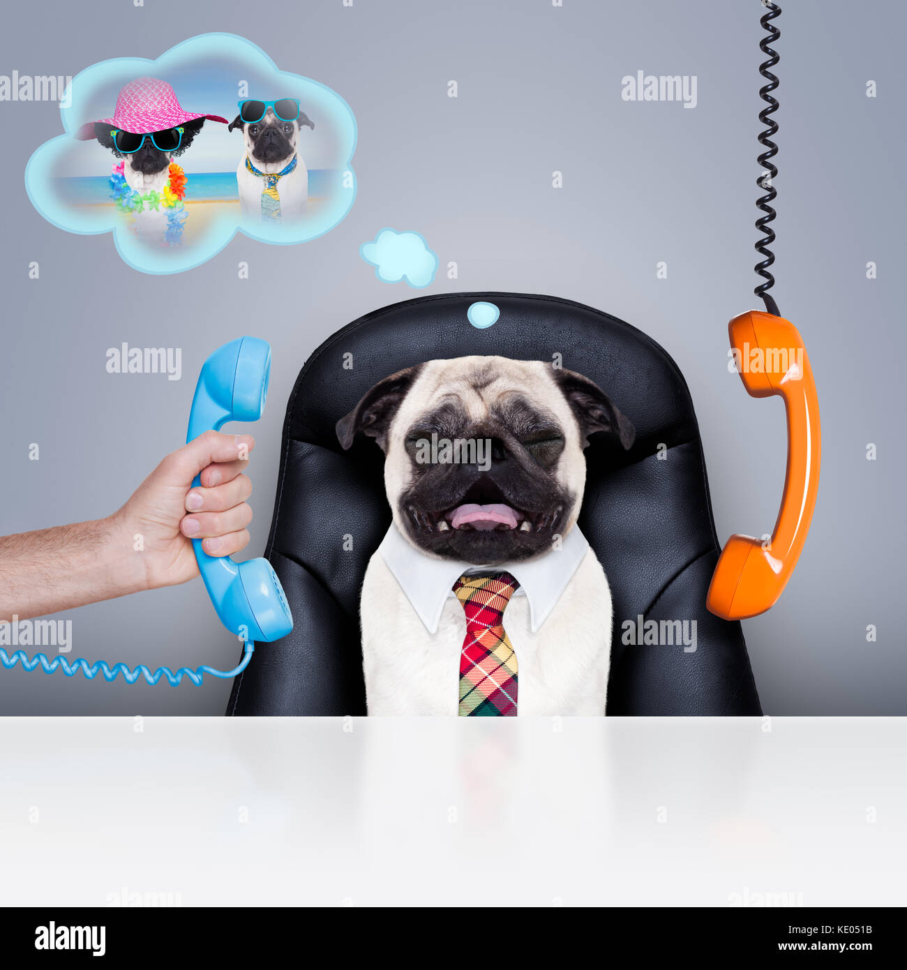 office businessman pug dog as boss and chef , busy and burnout ...